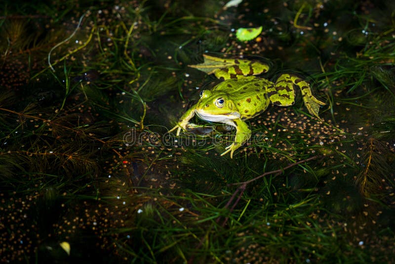 Calling Pond Frog in the Water. Stock Image - Image of animals, green ...