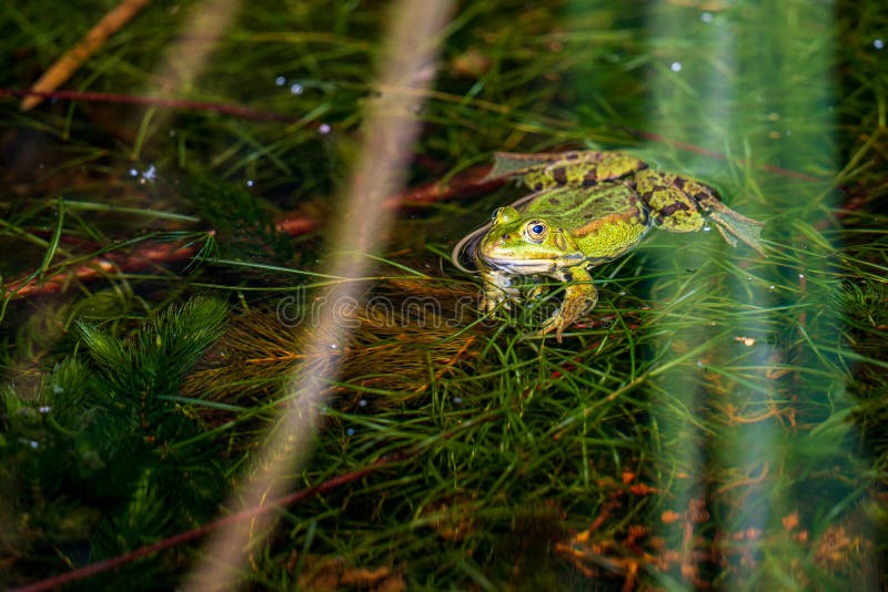Calling Pond Frog in the Water. Stock Image - Image of area, wildlife ...