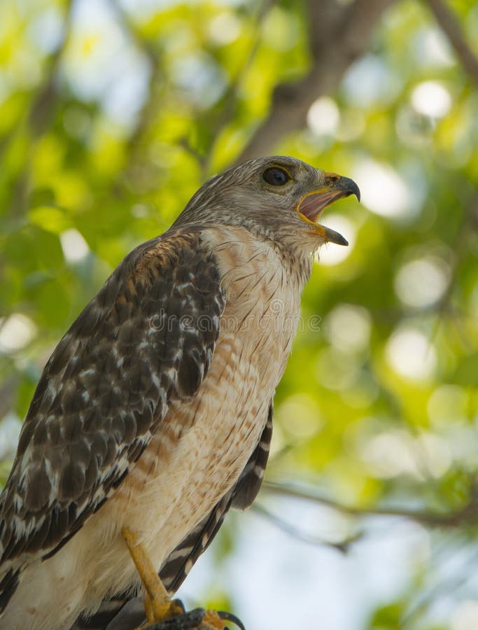 Calling Red-shouldered Hawk Stock Photo - Image of birdwatching ...