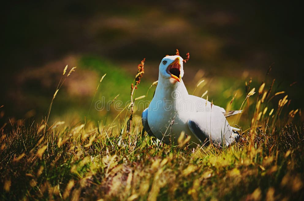 Calling Seagull in Long Wild Green Yellow Grass Stock Image - Image of ...