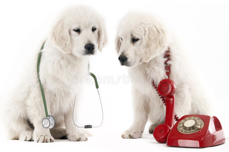 Calling the vet stock image. Image of portrait, phone - 23725475