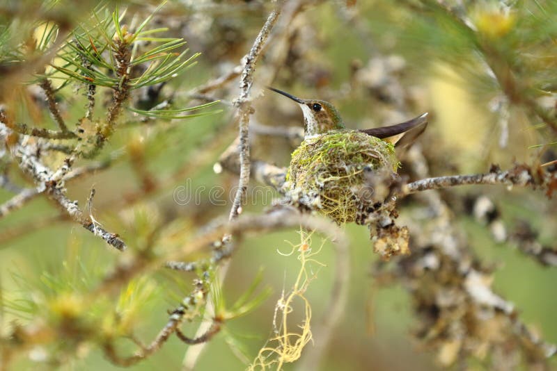 Calliope hummingbird stock image. Image of branches, tiny - 94635159