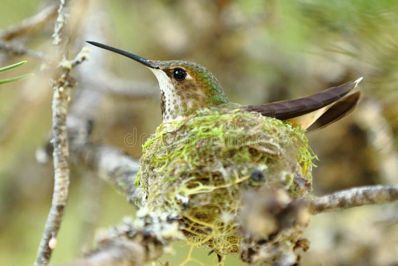36,412 Hummingbird Stock Photos - Free & Royalty-Free Stock Photos from ...