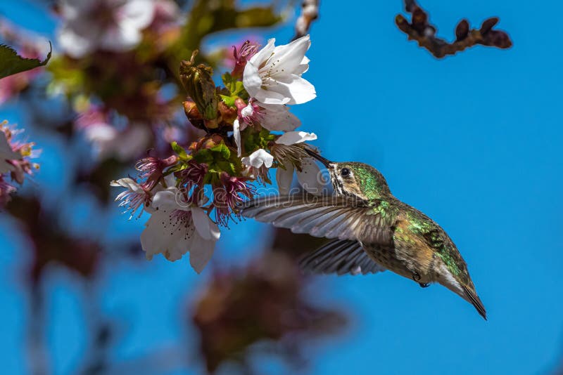 Calliope Hummingbird Feeding on Cherry Flowers Stock Photo - Image of ...