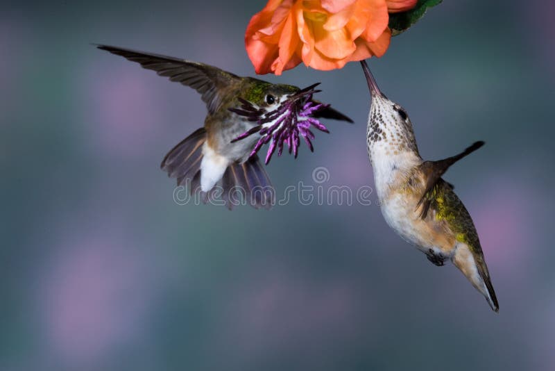 Calliope Hummingbirds stock photo. Image of male, iridescent - 9479822