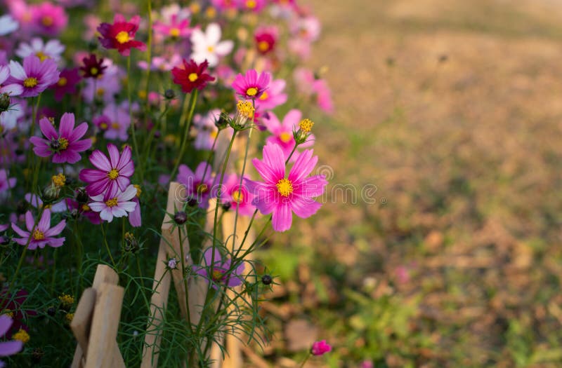 Calliopsis stock photo. Image of flower, blooming, calliopsis - 208864854