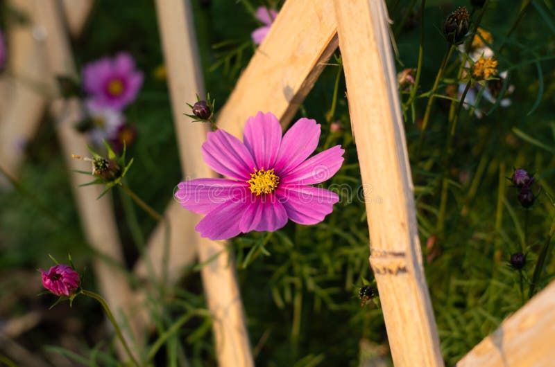 Calliopsis stock image. Image of flower, pink, calliopsis - 208864867