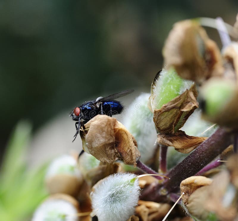 Calliphora Vomitoria - Bluebottle Fly Stock Image - Image of flowers ...