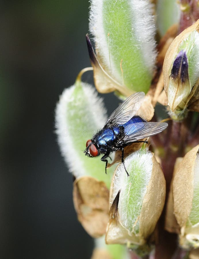 Calliphora Vomitoria - Bluebottle Fly Stock Image - Image of england ...