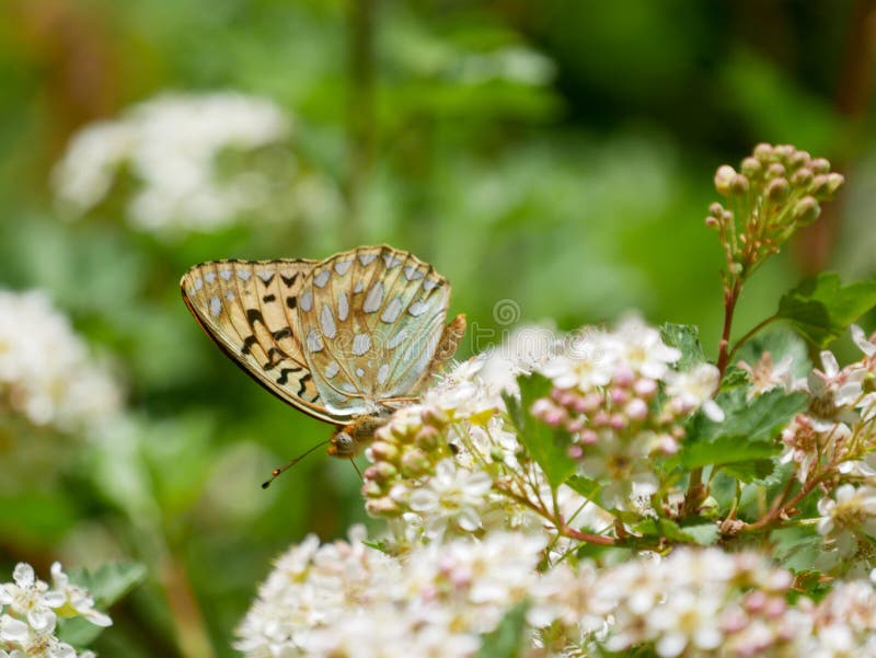 Speyeria Callippe Stock Photos - Free & Royalty-Free Stock Photos from ...