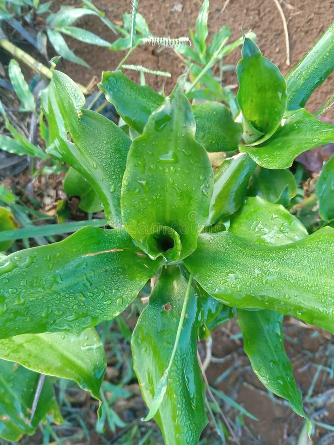 Callisia Fragrans Sometimes Called False Bromeliad Plant Stock Photos ...