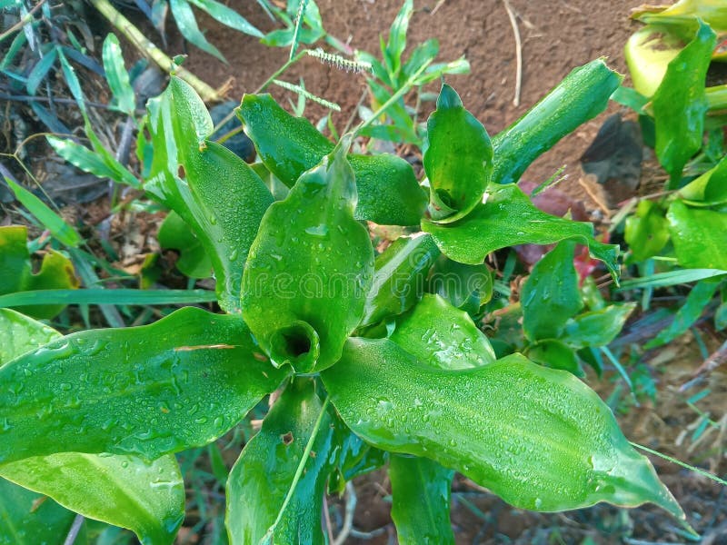 Callisia Fragrans, Sometimes Called the False Bromeliad or False ...