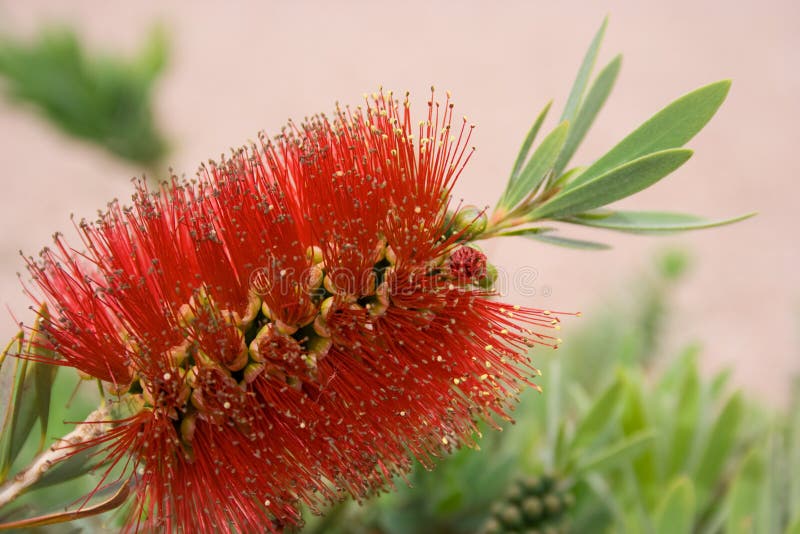 Callistemon stock image. Image of australia, flowers - 90822475