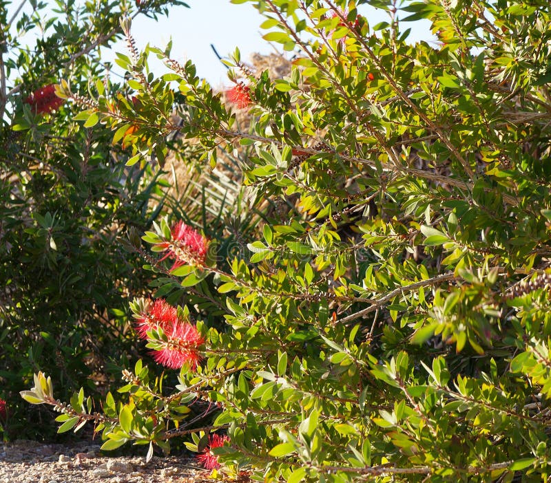 Callistemon blossom stock image. Image of australia, botany - 95171915
