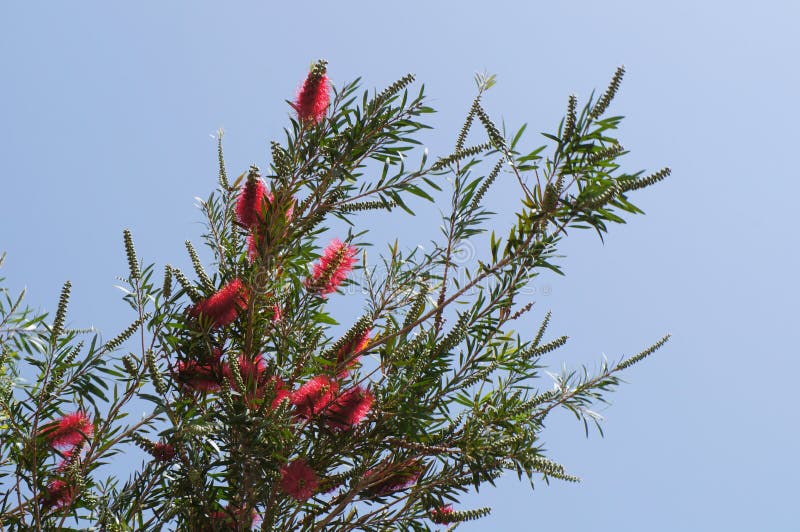 Callistemon blossom stock photo. Image of australia, flora - 39138796