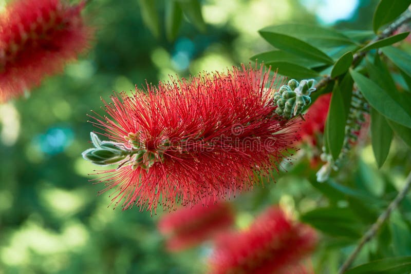 Callistemon Bottlebrush in Garden Stock Image - Image of ...