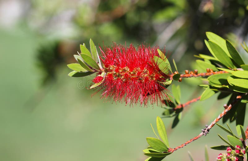 Callistemon or Bottlebrush Bright Red Flower in Bloom Under Sunshine ...