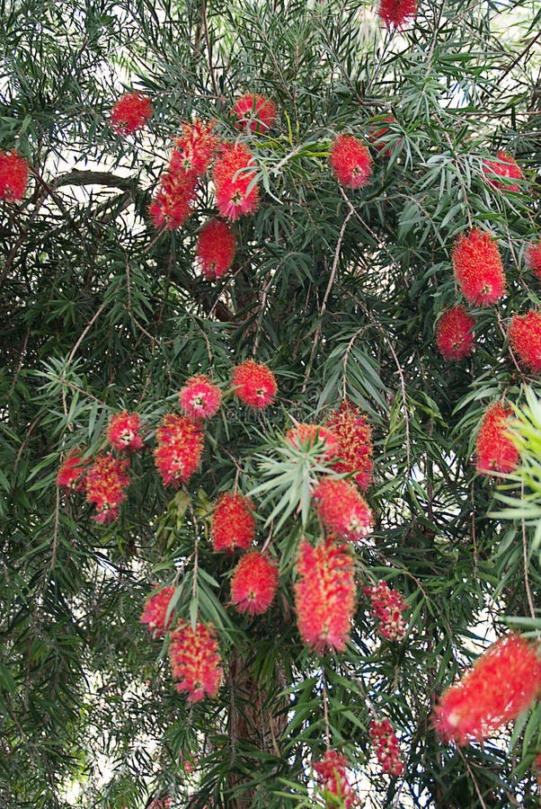 Callistemon citrinus. stock photo. Image of crimson, botany - 88838058