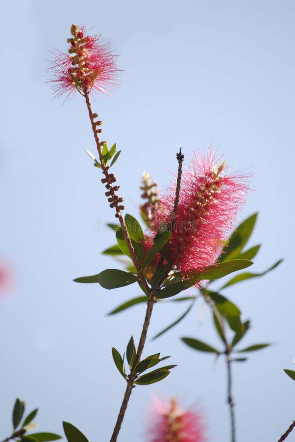 Callistemon citrinus stock image. Image of green, color - 112868699