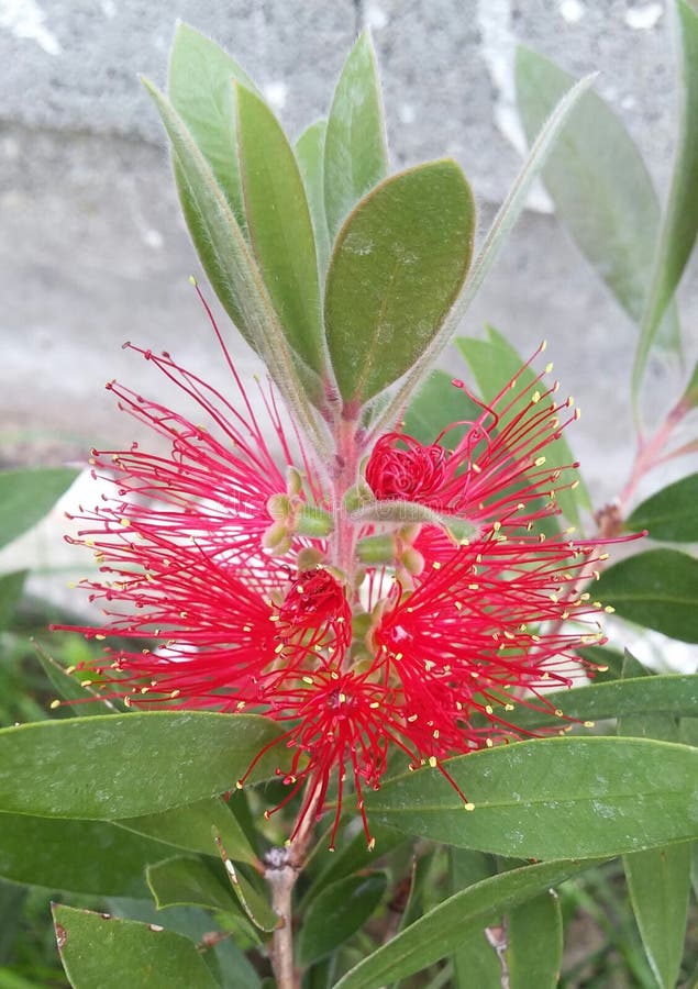 Australian Callistemon Plant Red Bottle Brush Flower Blooming On Sunny ...