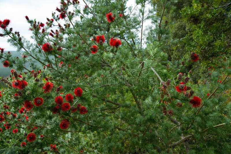 Callistemon Little John Bottlebrush Stock Photo - Image of flora, tree ...