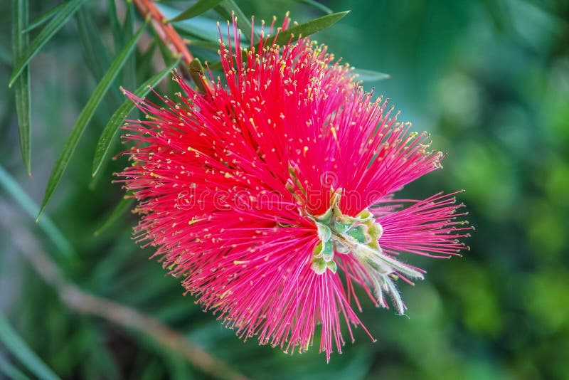 Callistemon pink flower stock photo. Image of garden - 71663476