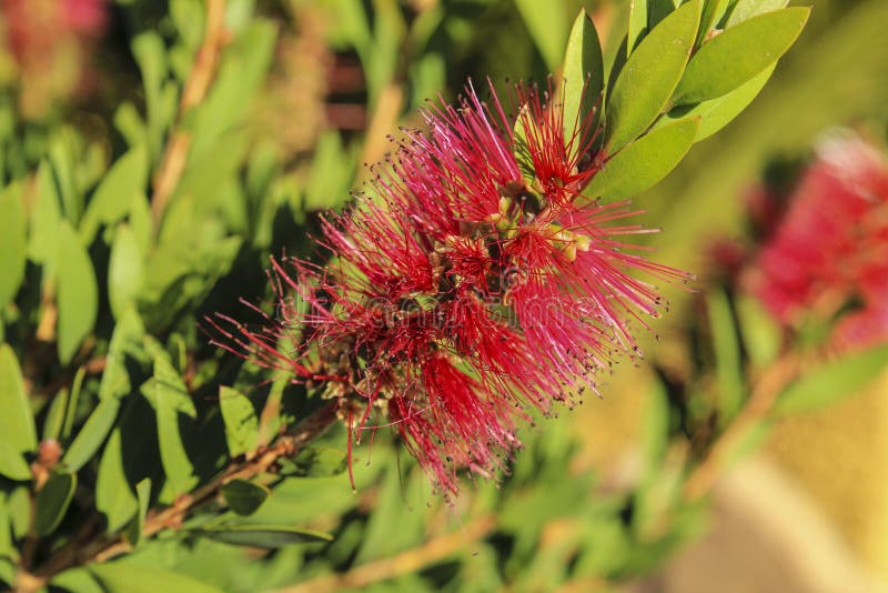 Callistemon Plant in Bloom in the Garden Stock Image - Image of leaf ...
