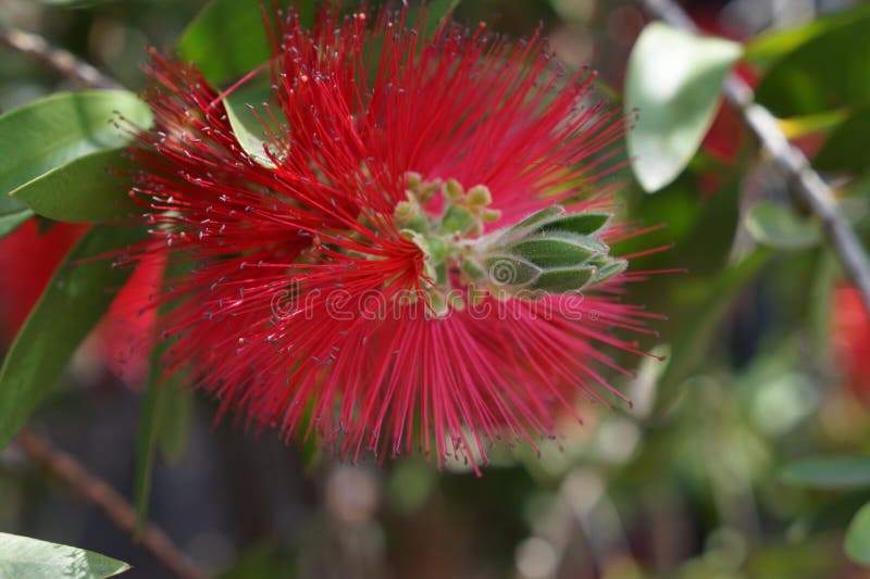 Callistemon Red Flower. Crimson Bottlebrush, Bottlebrushes, Callistemon ...