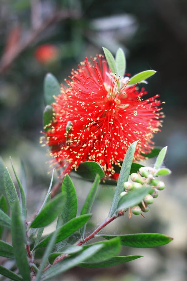 Callistemon Rigidus Lub Czerwony Bottlebrush Zdjęcie Stock - Obraz ...