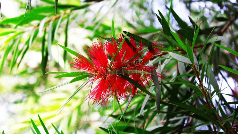 Callistemon Rigidus &Stiff Bottlebrush& Stock Image - Image of stiff ...