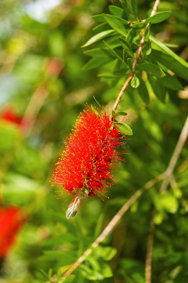 Callistemon Speciosus Blooming. Beautiful Red Flowers Stock Image ...