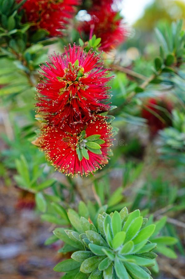 Callistemon tree stock image. Image of concept, bottlebrush - 115345445