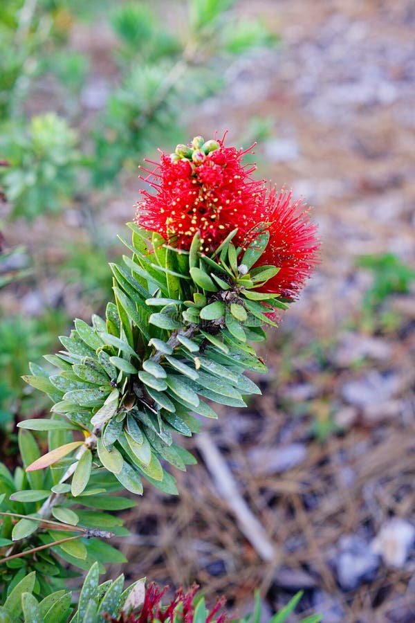 Callistemon tree stock image. Image of blue, captain - 115345459