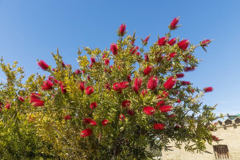 Callistemon tree stock photo. Image of garden, blossom - 315585346