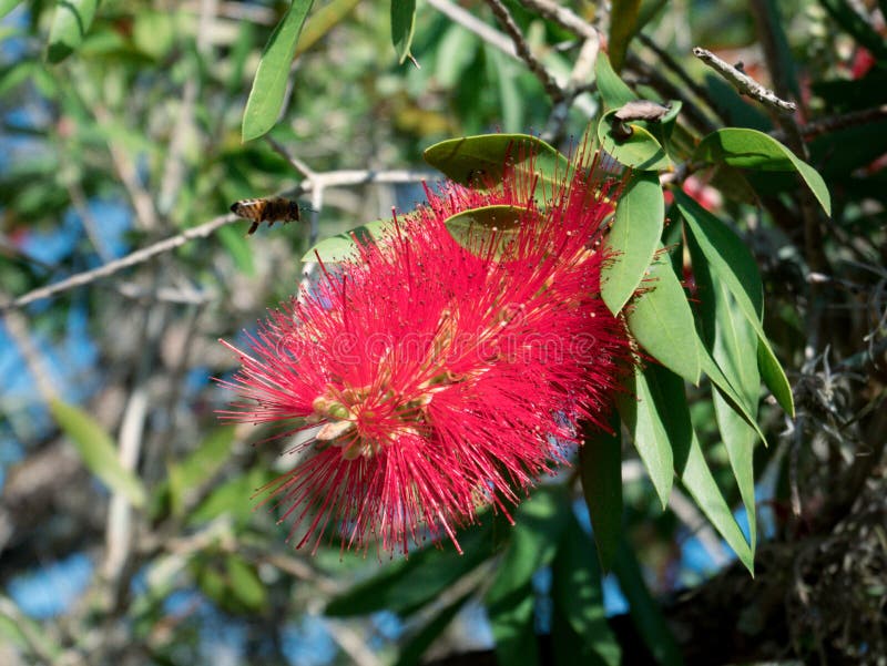 Callistemon tree stock photo. Image of citrinus, bush - 141917036