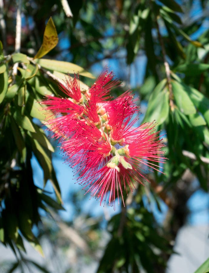 Callistemon tree stock photo. Image of blossom, dreamy - 141917040