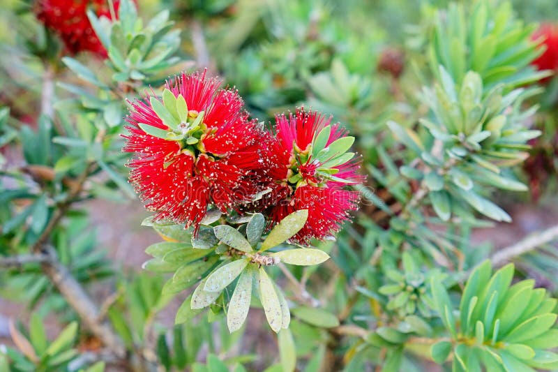 Callistemon tree stock image. Image of bottle, bottlebrush - 115345429
