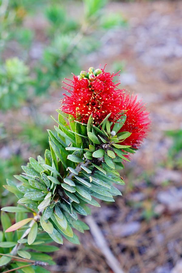 Callistemon tree stock photo. Image of blue, crimson - 115345452