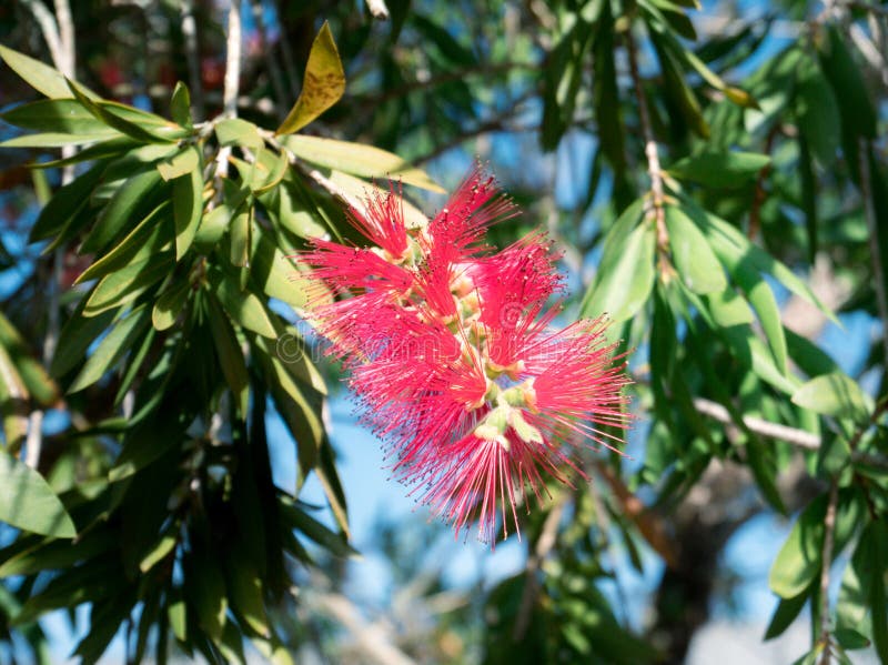 Callistemon tree stock image. Image of focus, green - 141917037