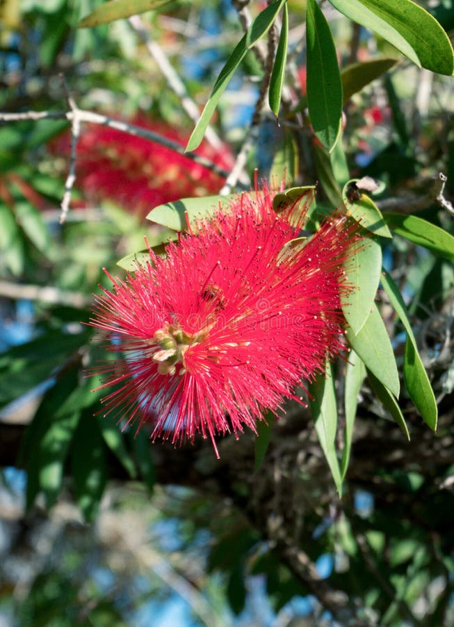 Callistemon tree stock image. Image of floral, clear - 141917103