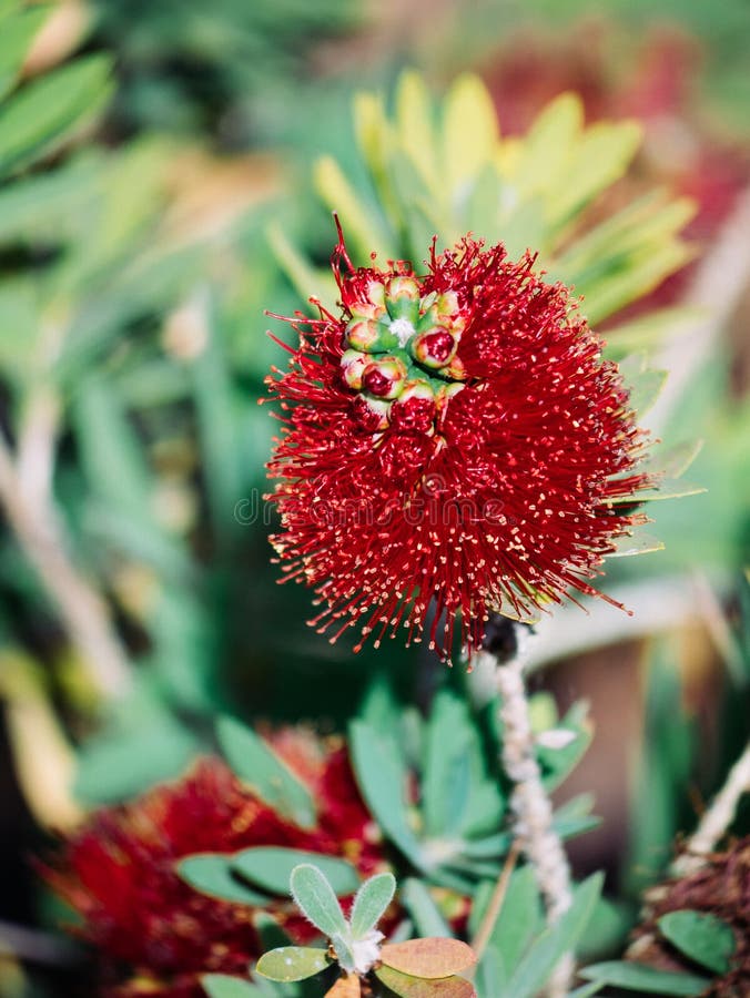 Callistemon tree stock photo. Image of bright, bush - 143515142