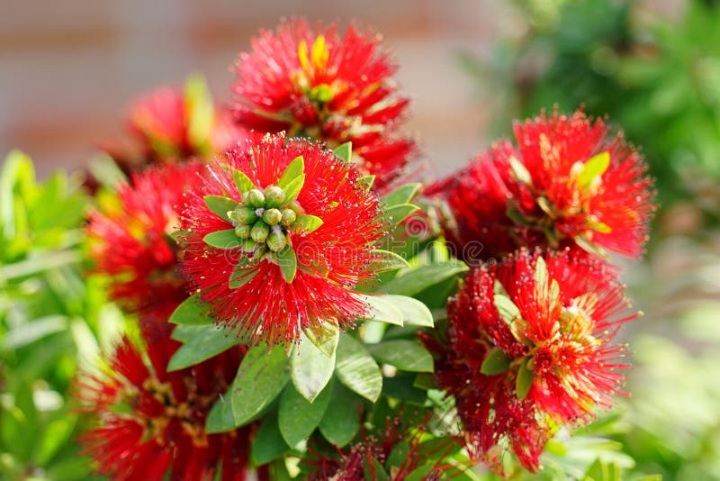 Callistemon tree stock image. Image of callistemon, bottle - 87801199