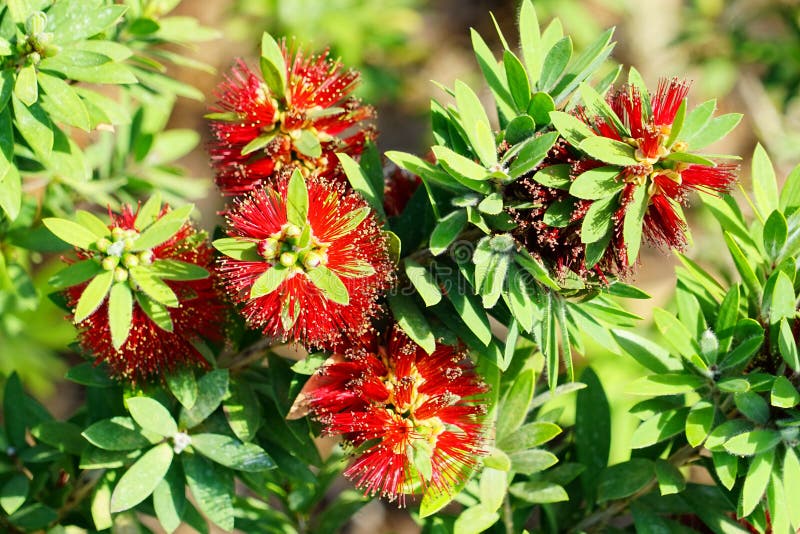 Callistemon tree stock image. Image of brush, bottlebrush - 87801297