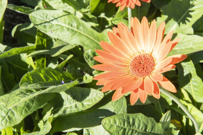 Callistephus Chinensis (L.) Nees Light Orange Colored Flower Stock ...