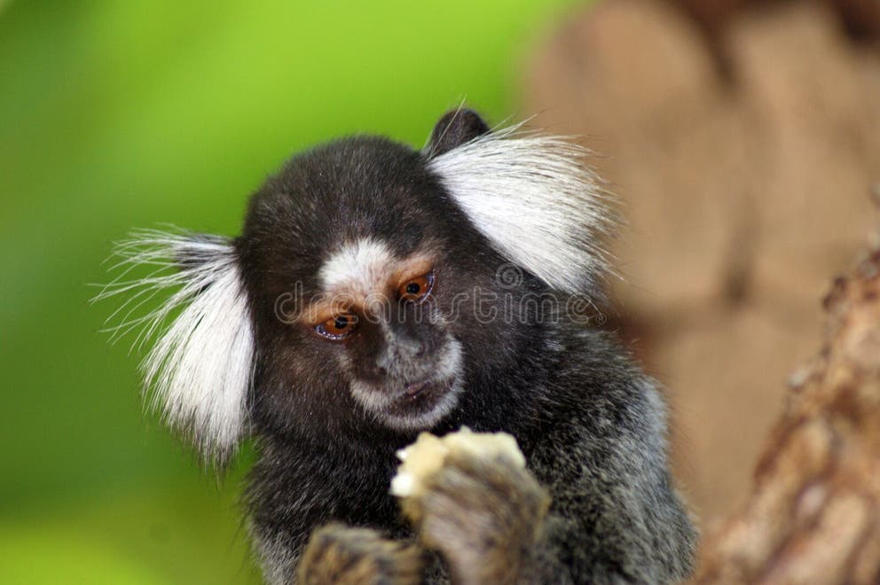 Callitrix pigmeo imagen de archivo. Imagen de animal - 13864299