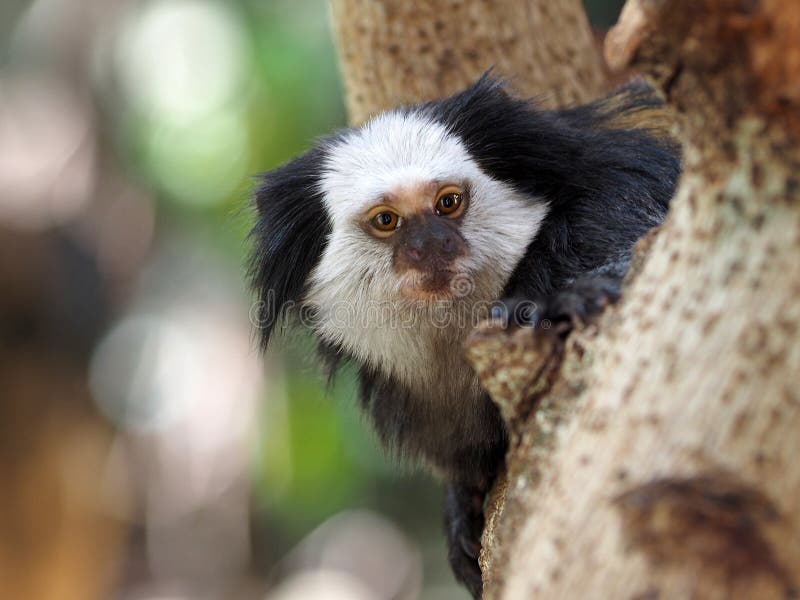 Callithrix geoffroyi stock image. Image of tree, primate - 57115681