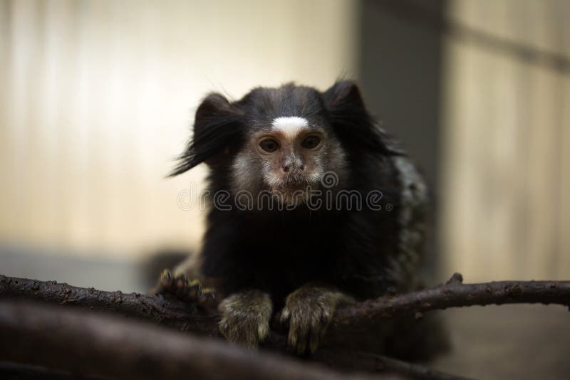 Callithrix Penicillata, Black-tufted Marmoset Stock Photo - Image of ...