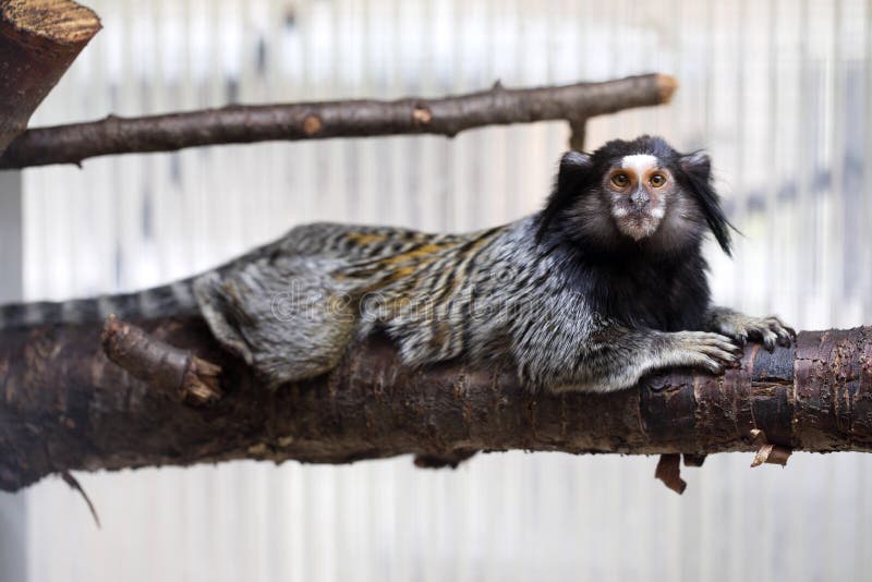 Callithrix Penicillata, Black-tufted Marmoset Stock Image - Image of ...