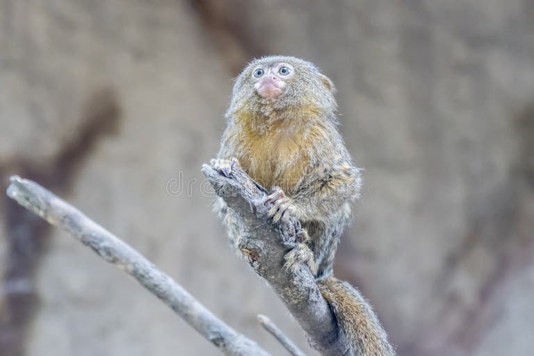 Callithrix Pygmaea, Pygmy Marmoset Stock Photo - Image of small ...