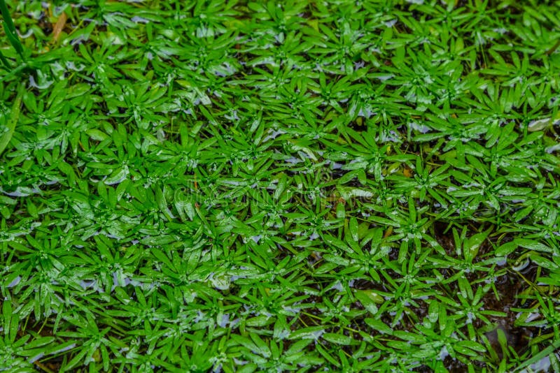 Callitriche Palustris a Marsh Grass. Underwater Plants with Floating ...